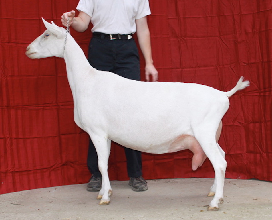 Geneva - Copper Penny Ranch