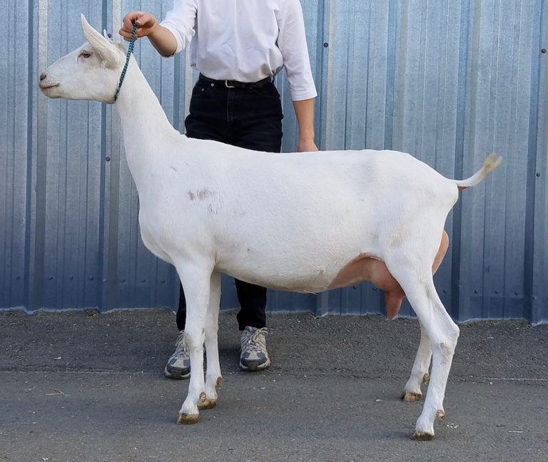 Gorgeous - Copper Penny Ranch