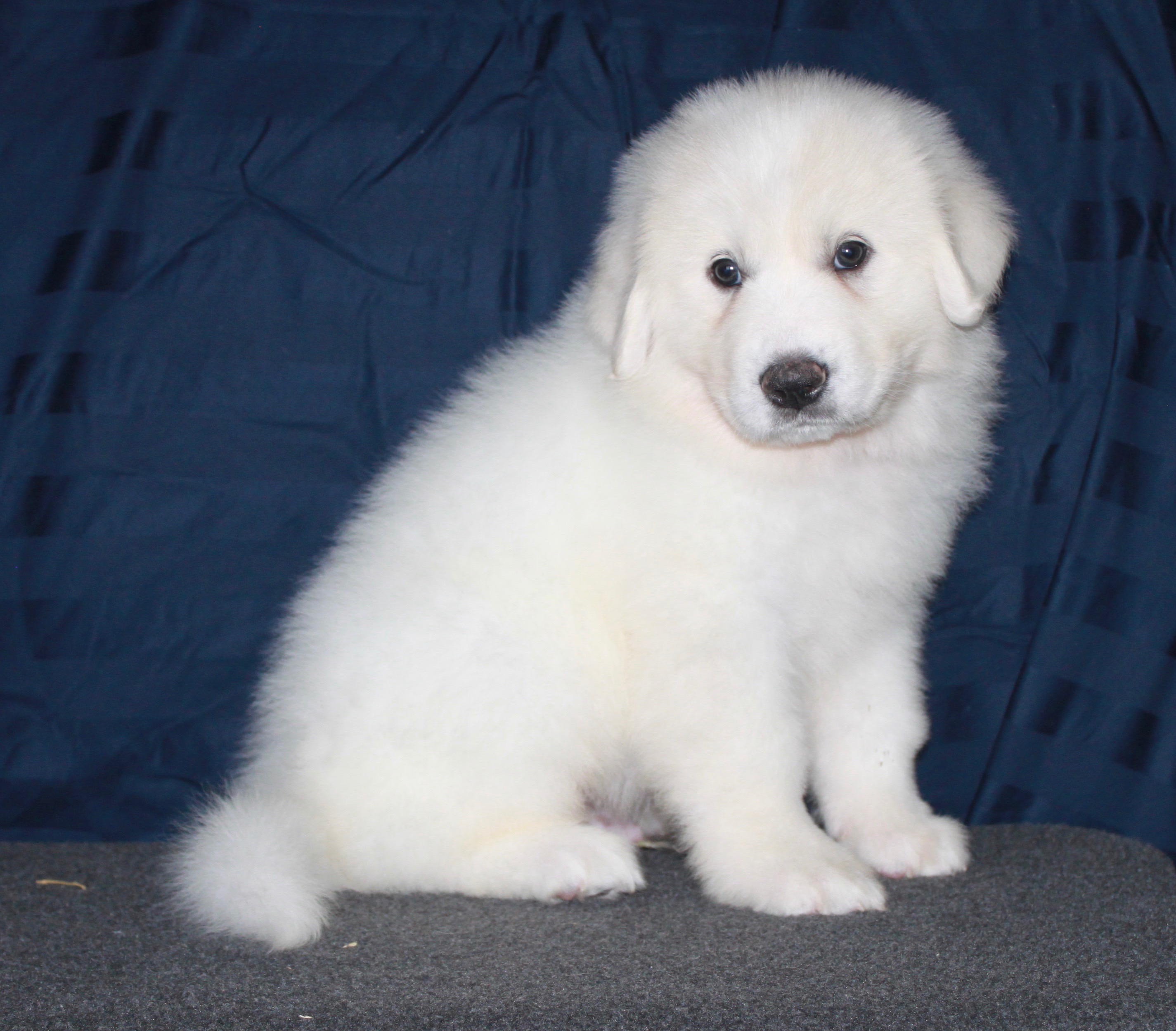 Red - Copper Penny Ranch