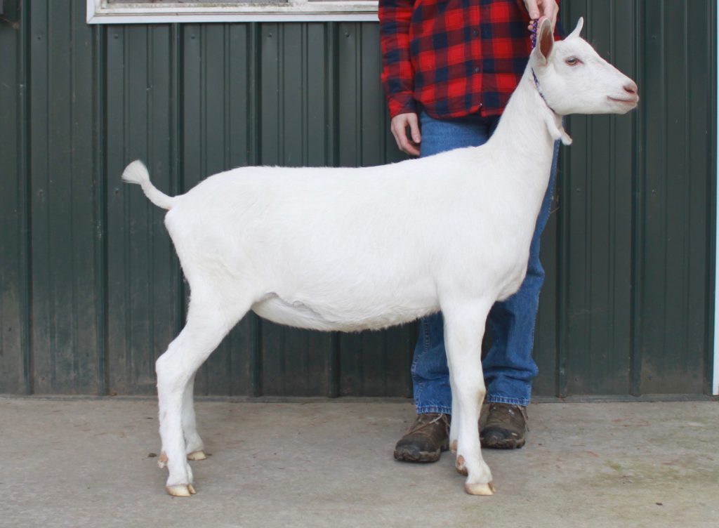 Gold Nugget #2 - Copper Penny Ranch